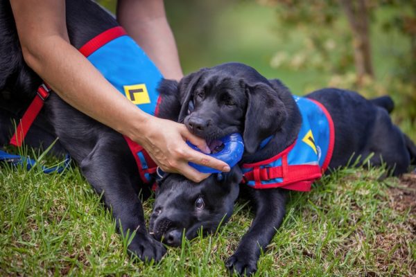 Every Day is a Day to Give Back at Lateral Building Design | Lateral ...